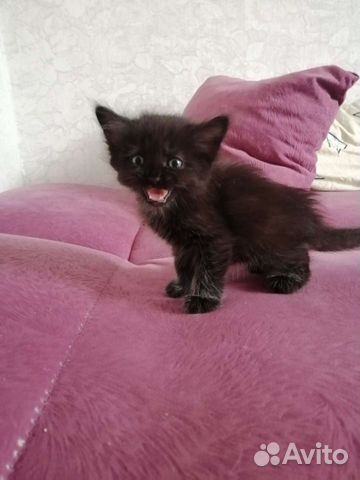 Котенок чёрный девочка