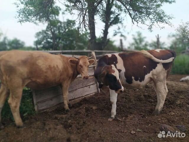 Коровы, Бычки, Тëлачки