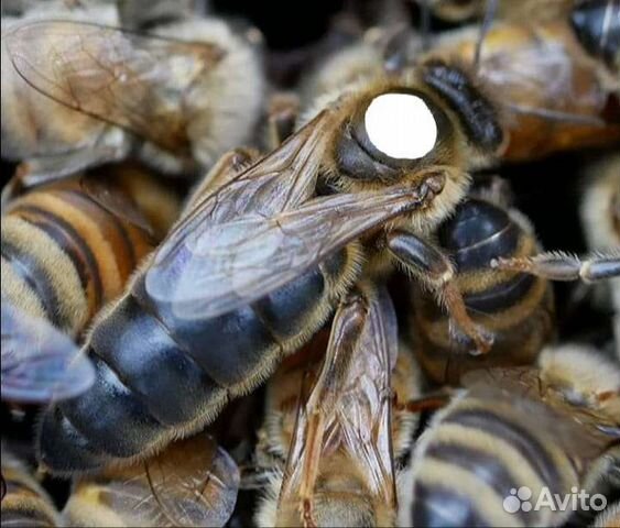 Матки карпатки 2021 года