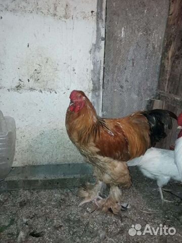 Петухи Брама