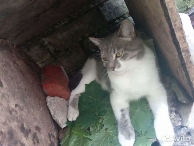 Кот