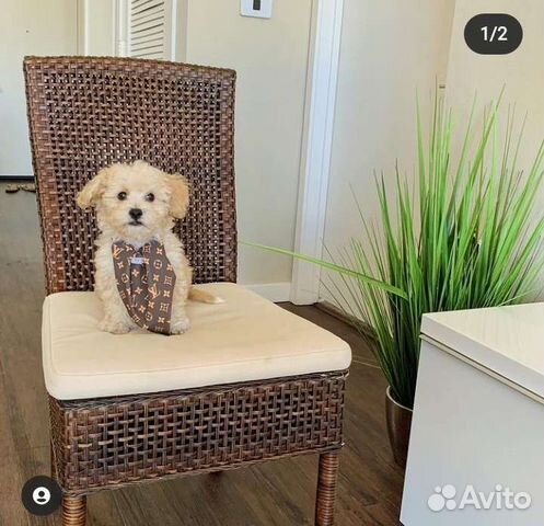 Мальтипу крем