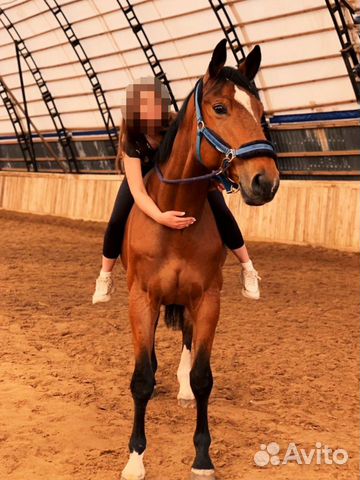 Высокий тракененский мерин