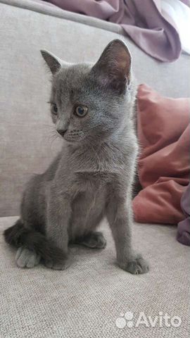 Котёнок русской голубой