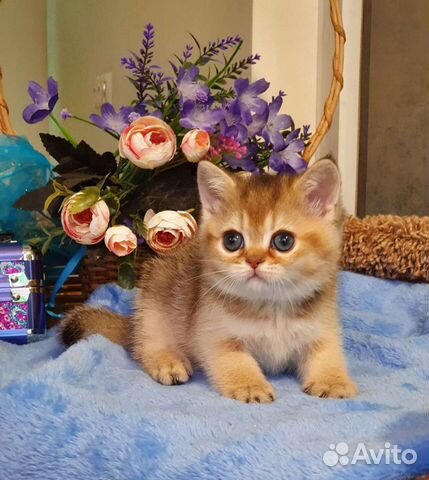 Британские котята, ny11,ny25