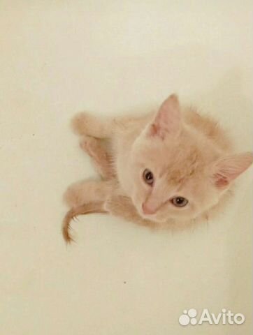 Персиковый котенок мальчик