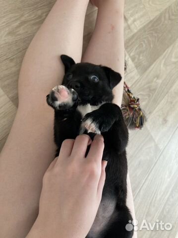 Щенок 1,5 месяца в добрые руки. Вырастет не выше к