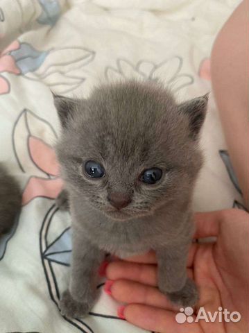 Британские котята