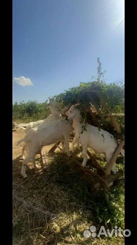 Зааненская дойная коза