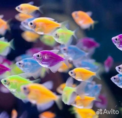 Живая рыба оптом