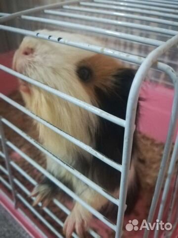 Морская свинка с клеткой