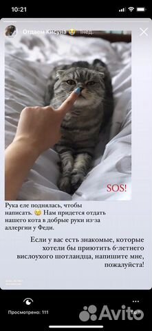 Отдаем кота (вислоухий шотландец) в добрые руки