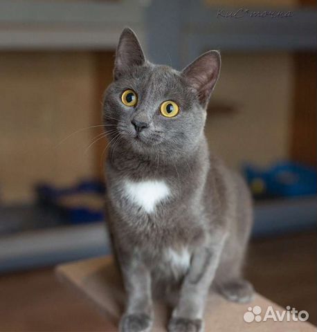 Котик дымчатый