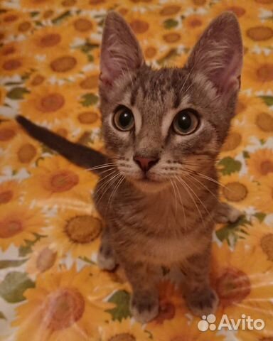 Котёнок