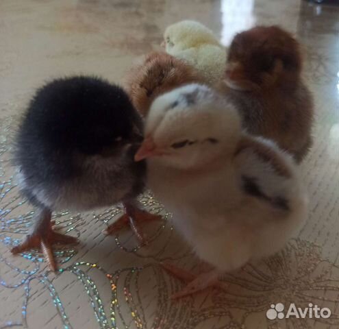 Цыплята суточные несушки