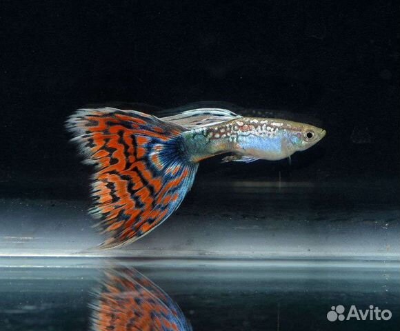 Гуппи самцы и самки