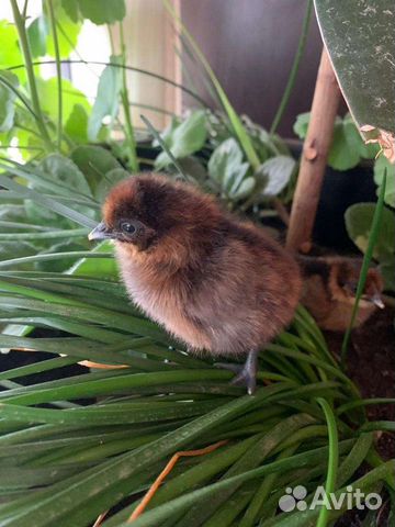 Цыпленок расписной Ухейилюй (Лакеданзи)