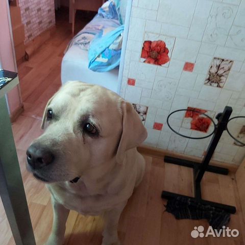Лабрадор бесплатно
