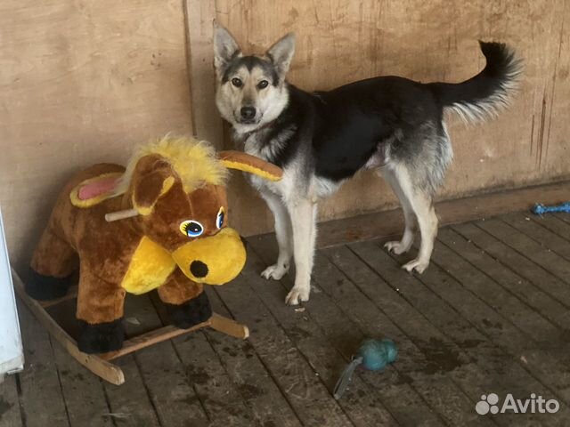 Отдаю собаку Умку в добрые руки