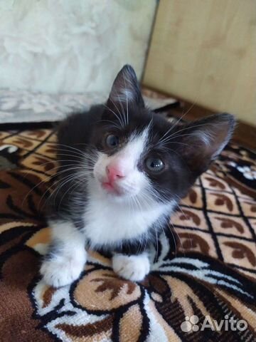 Котенок