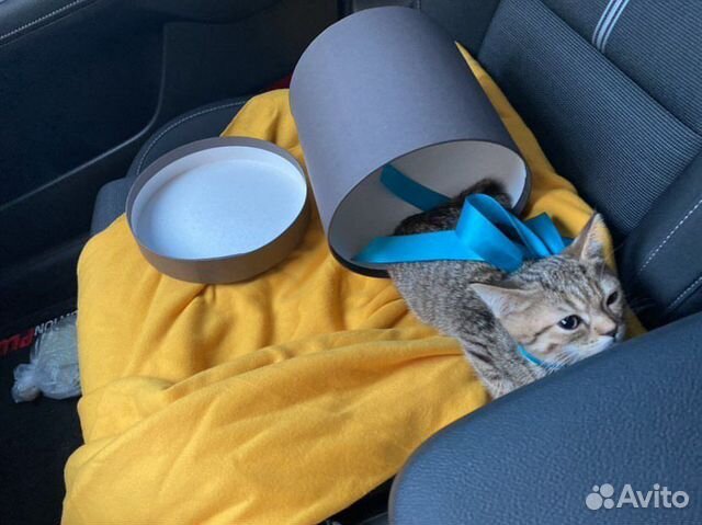 Шотландский котик