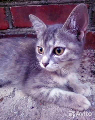 Подарим котенка хорошим людям