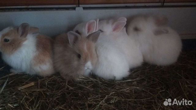 Декоративные карликовые кролики