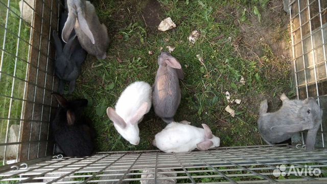 Крольчата