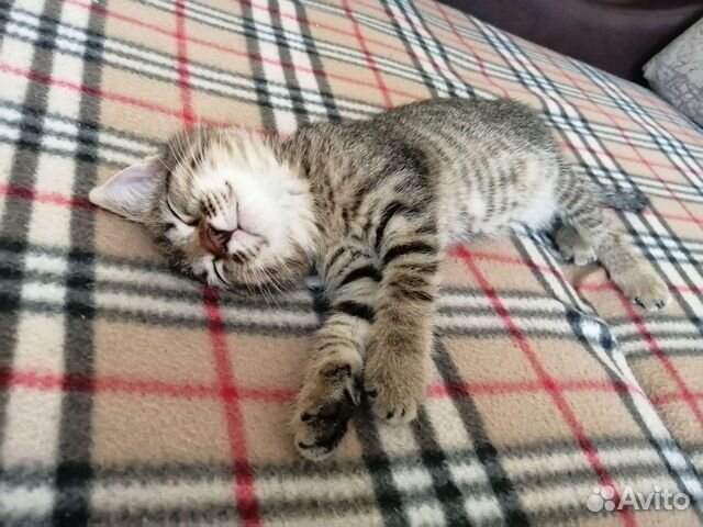 Котенок