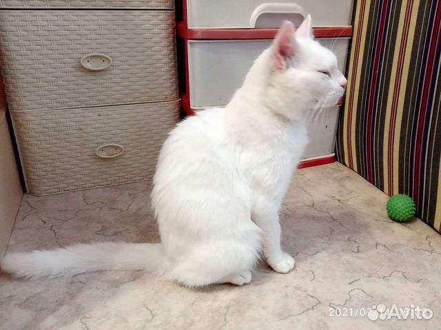 Белый котенок