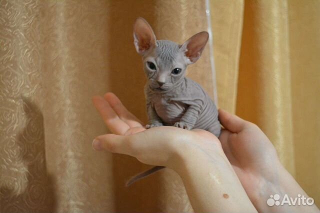 Донской сфинкс