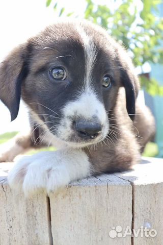 Девочка Пикси ищет дом