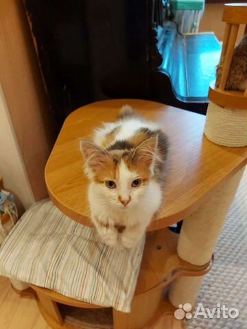 Пушистая трехцветная девочка котенок 1,5 мес приве