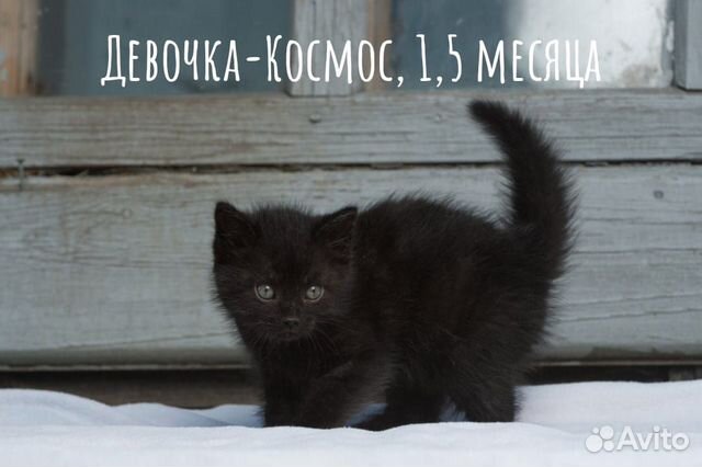 Котёнок космос, дев., 1.5 мес. чёрного окраса