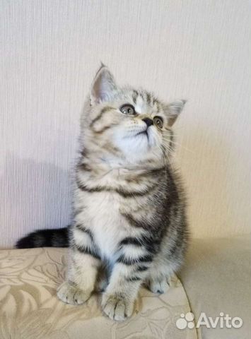 Чистокровный британский котик