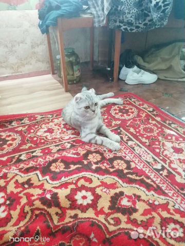 Шотландские вислоухие котята