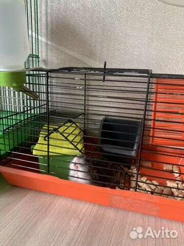 Джунгарский хомяк бесплатно