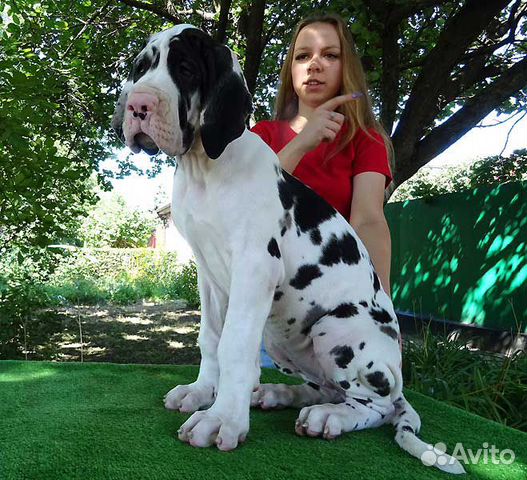 Очень перспективный щенок для выставок и разведени