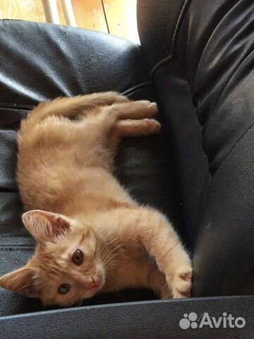 Котенок в добрые руки
