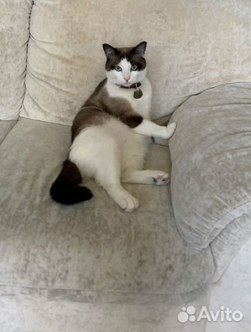 Потерялся кот, беспородный, очень любимый