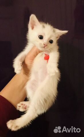 Котенок мальчик