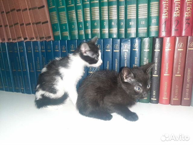 Ла-перм лаперм