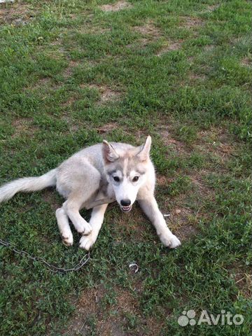 Сибирский хаски