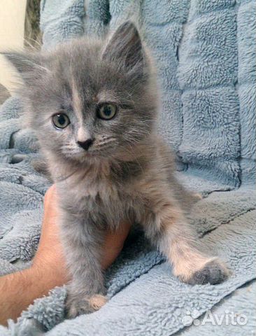 5 котят, 2 месяца. В добрые руки
