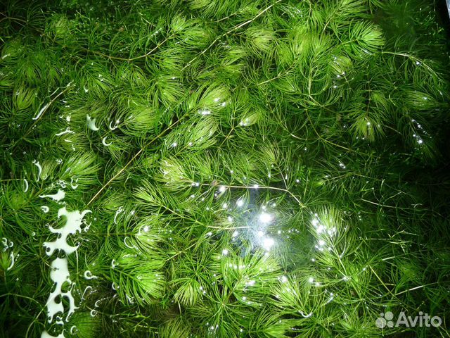 Аквариумные растения