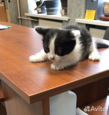 У котят только 3 дня