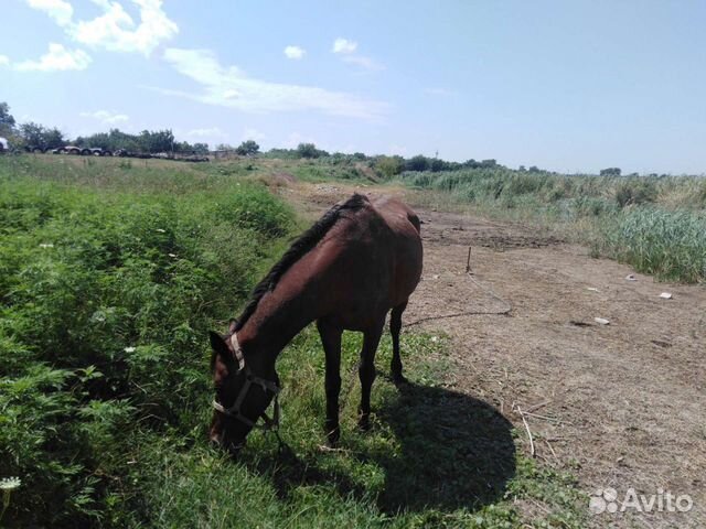 Донская лошадь