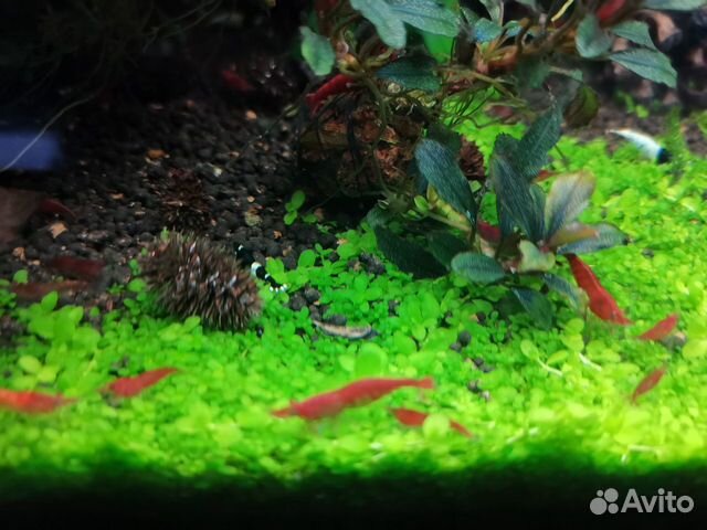 Креветки чери бесплатно