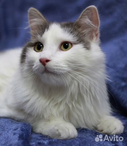 Большой ласковый котик, 1 год