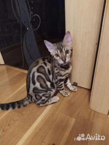 Бенгальская кошка